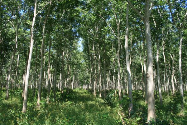 Ficha Técnica Nº 5: CEDRO