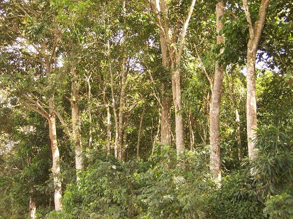 Ficha Técnica Nº 9: CHUNCHO