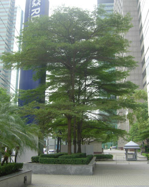 Ficha Técnica No. 12 Terminalia (Terminalia ivorensis)