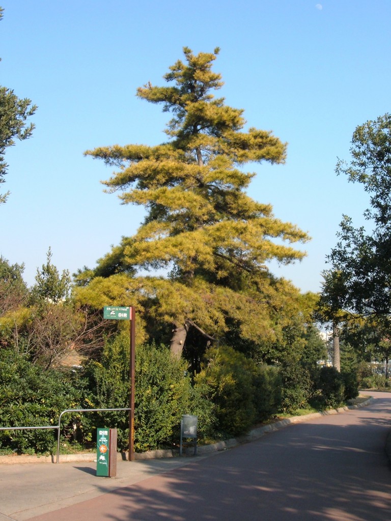 Ficha Técnica No. 13 Pino (Pinus radiata)
