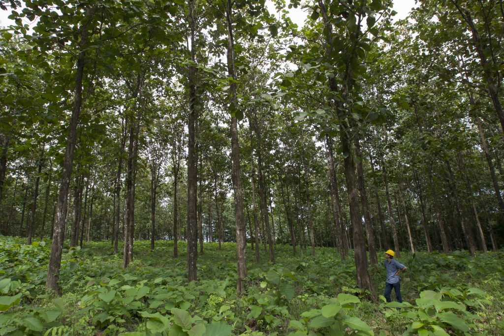 Ecotopia Teak, empresa forestal de Panamá